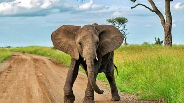 Happy, the Bronx Zoo elephant known for sparking a major animal rights ...