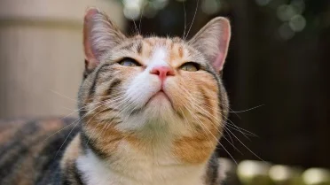 8 cat behaviors that many owners misinterpret