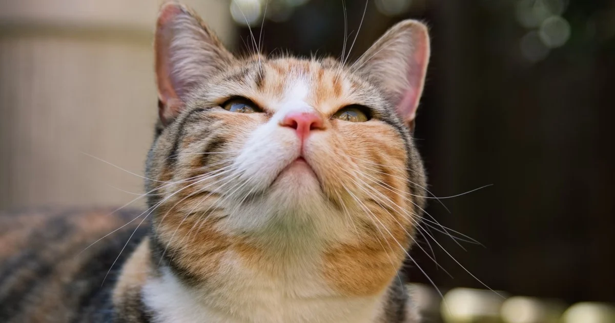 8 cat behaviors that many owners misinterpret