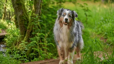 The Dog Breed That Matches Your Personality, Based on Your Birth Month