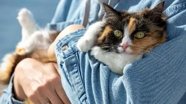 Feline slumber: Decoding the sleeping habits that reveal a special bond ...