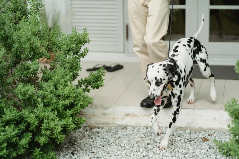 Experts reveal why some dogs become emotionally clingy