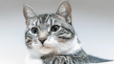Is your cat suffering? These are the first signs of pain in your pet