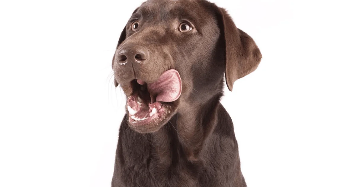 What time should you feed your dog? This is the best time to feed your pet