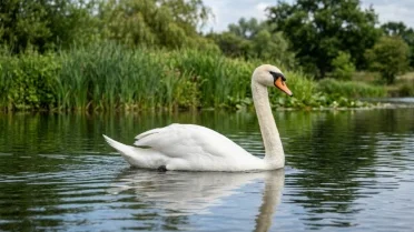 These 10 Animals Look AdorableBut Theyre Not as Harmless as You Think