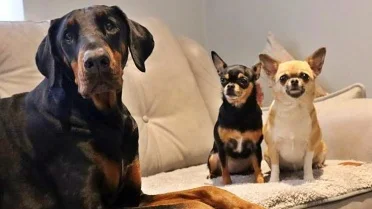 Small Dog or Big Dog? Experts Say the Right Choice Depends on These Factors