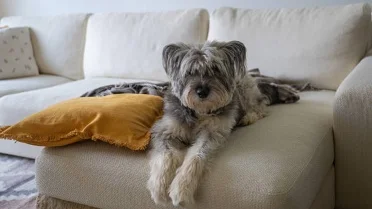 Small Dog or Big Dog? Experts Say the Right Choice Depends on These Factors