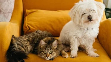 Small Dog or Big Dog? Experts Say the Right Choice Depends on These Factors