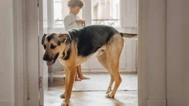 Small Dog or Big Dog? Experts Say the Right Choice Depends on These Factors