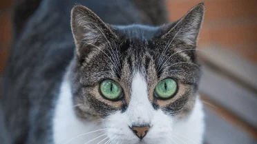 Is your cat suffering? These are the first signs of pain in your pet