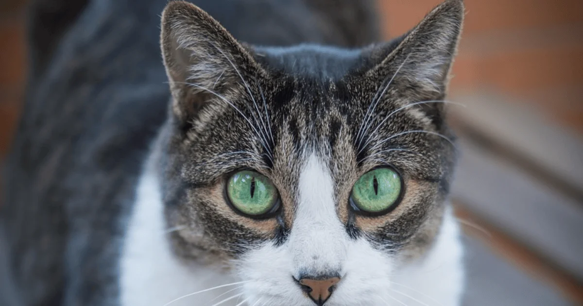 Is your cat suffering? These are the first signs of pain in your pet