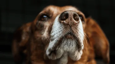 Did your pet die? This is how veterinary thanatology helps you heal
