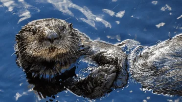 6 fascinating ocean animals that will steal your heart