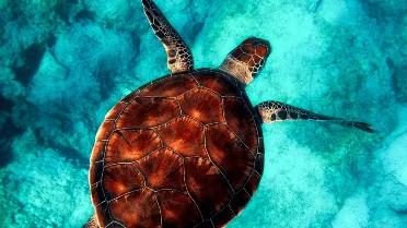 World Sea Turtle Day: The secret of sea turtles' survival since the age ...