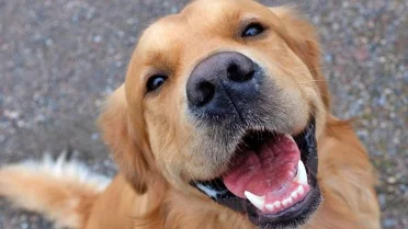 10 Signs Your Dog Is Happier and Healthier Than You Think, According to ...