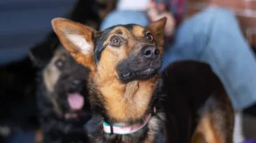 What Your Dog Really Learns When You Talk to Them Every Day