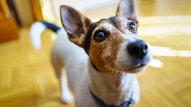 What Your Dog Really Learns When You Talk to Them Every Day