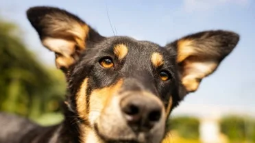 What Your Dog Really Learns When You Talk to Them Every Day
