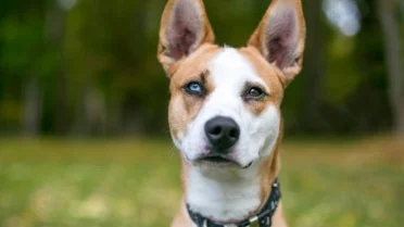 What Your Dog Really Learns When You Talk to Them Every Day