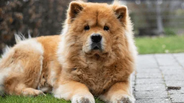 The Truth About 10 Dog Breeds That Many Regret Buying
