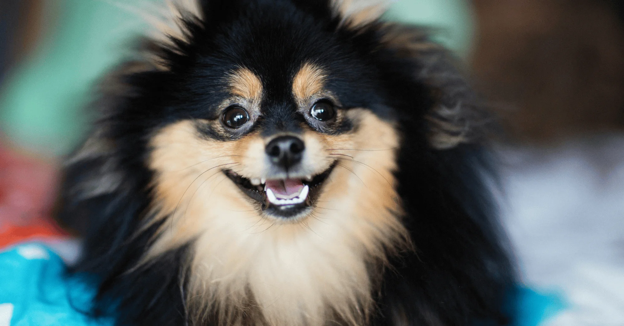 15 dog breeds that thrive in apartments, according to experts