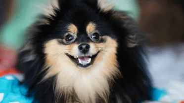 7 Signs your dog's wagging tail means "I Love You"