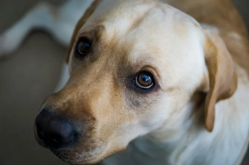 Vets explain why dogs check on their owners constantly