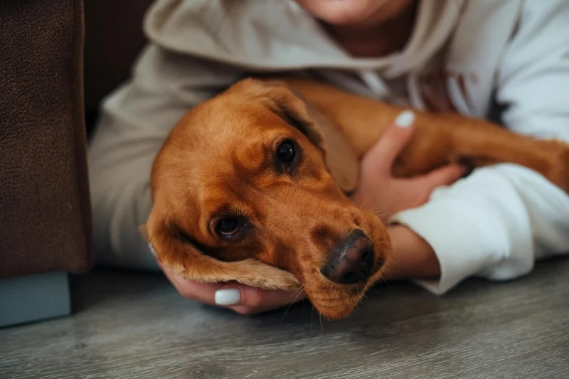What it means when your dog rests their head on you