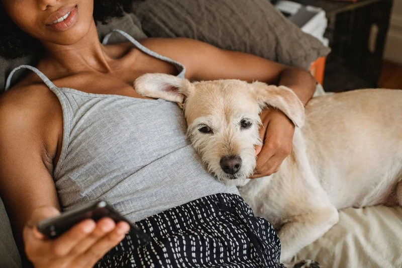 What it means when your dog rests their head on you