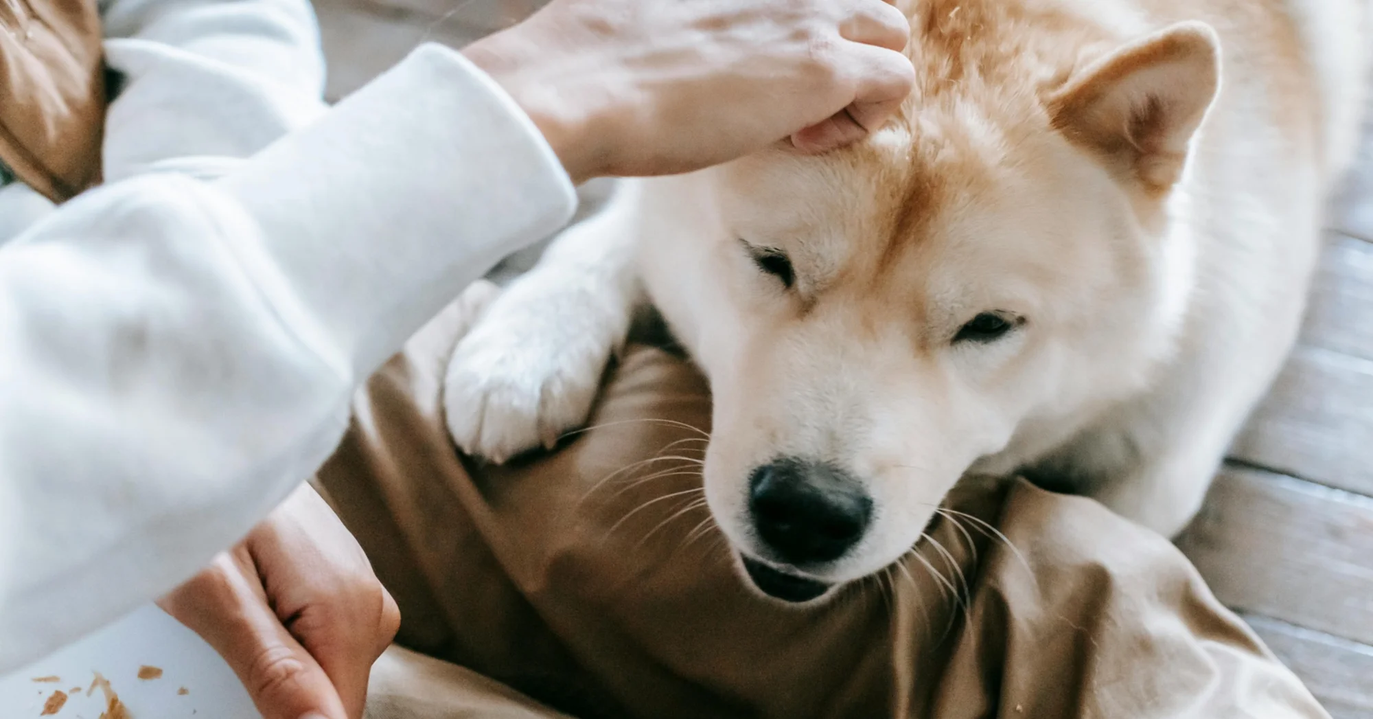 What it means when your dog rests their head on you