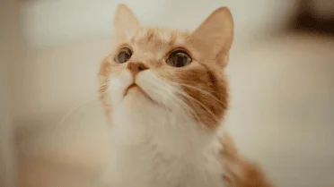 Cats can recognize words and human voices, according to studies