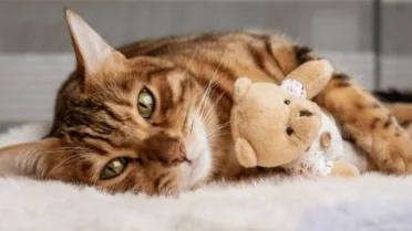 What your dog and cat really understand when you talk to them ...