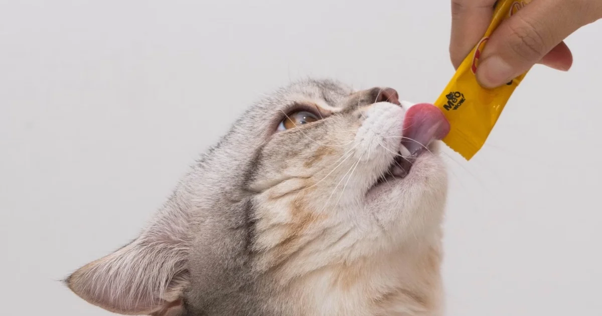 What time should you feed your cat? This is the best time to feed your pet