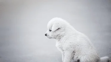 15 Signs Your Dog Might Be Afraid of You in Certain Situations