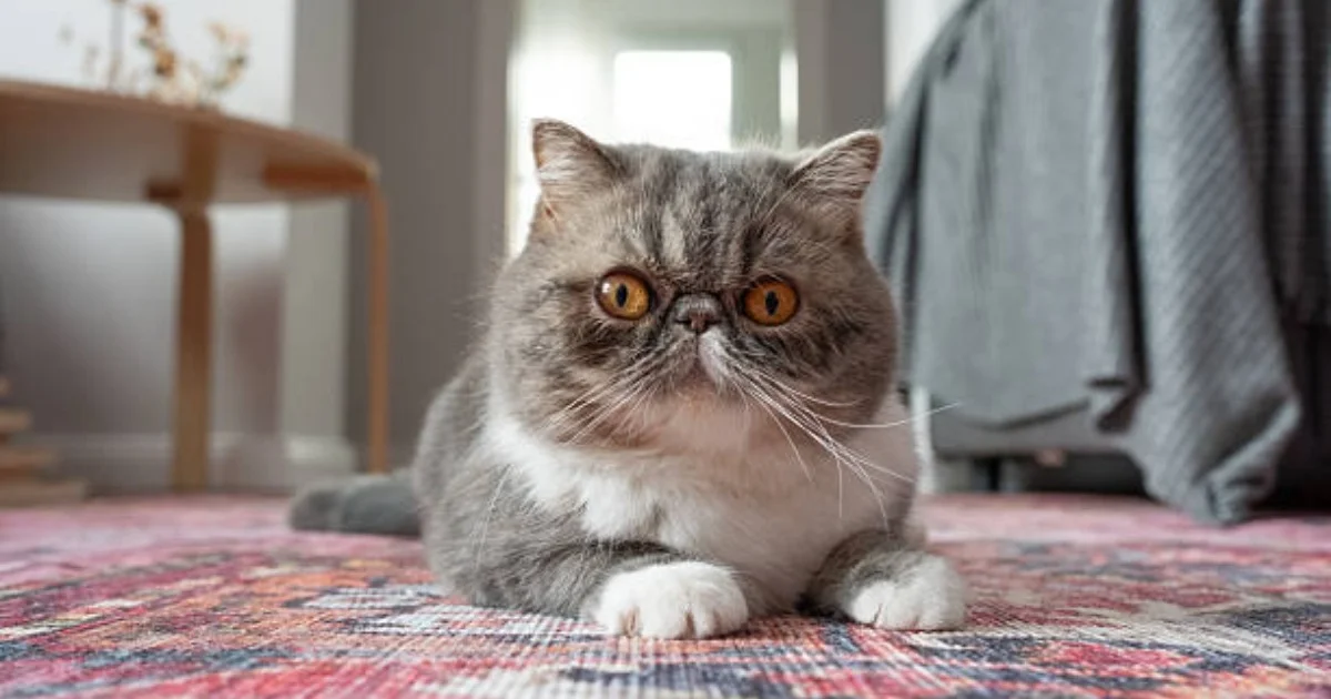 The 6 sounds your cat makes only for you (and what each one really ...