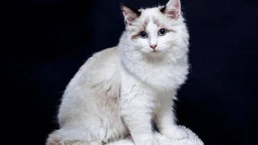 Feline leukemia: what it is, symptoms, risks and how to protect your cat