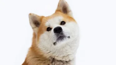 These 7 Dog Breeds Would Do Anything to Protect Their Families