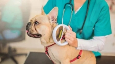 If your dog exhibits these 10 symptoms, it could be a sign of diabetes ...
