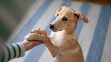 If your dog exhibits these 10 symptoms, it could be a sign of diabetes ...