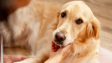 If your dog exhibits these 10 symptoms, it could be a sign of diabetes ...