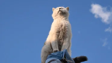 7 signs you should take your cat to the vet immediately