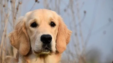 Is Your Boyfriend a Golden Retriever or a Black Cat?