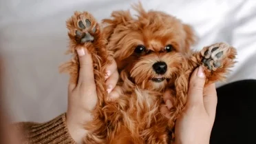 Are You Ruining Your Dogs Skin? 5 Critical Mistakes to Avoid, Powered ...