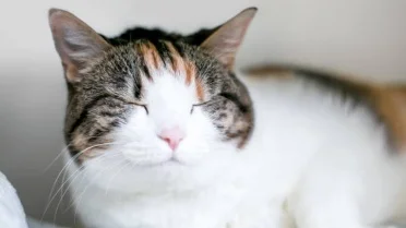 What Your Cat Is Really Trying to Tell You Through Body Language