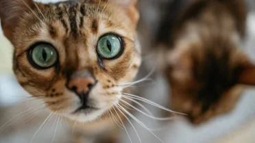 What Your Cat Is Really Trying to Tell You Through Body Language