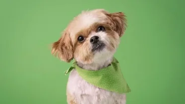 7 Signs your dog's wagging tail means "I Love You"