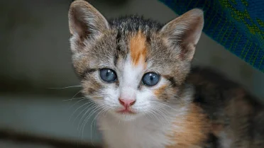 10 habits that help your cat live longer and healthier