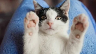 Science reveals which words cats understand best