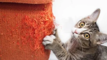 The Real Reason Your Cat Keeps Scratching the Couch, According to Experts