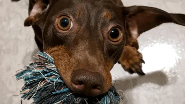 Purina reveals 8 signs your dog is happier than you think